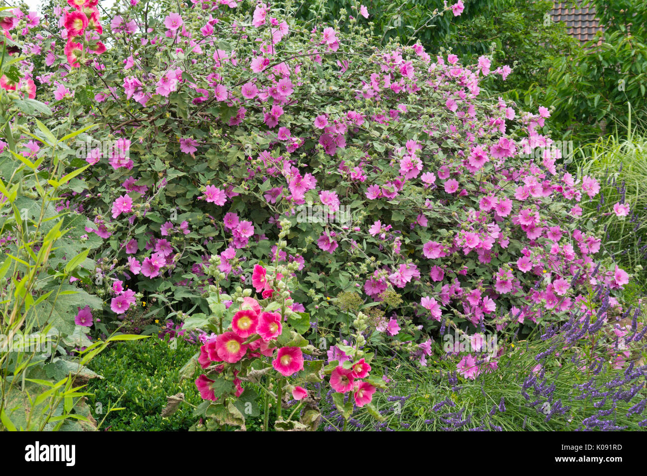 Tree mallow (Lavatera olbia 'Rosea'), common hollyhock (Alcea rosea ...