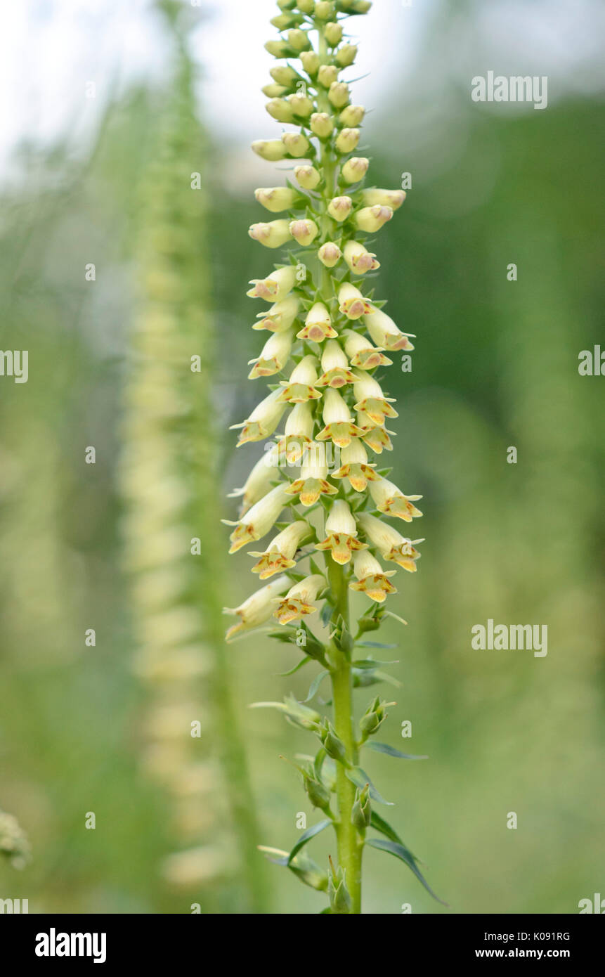 Yellow foxglove (Digitalis lutea subsp. australis Stock Photo - Alamy