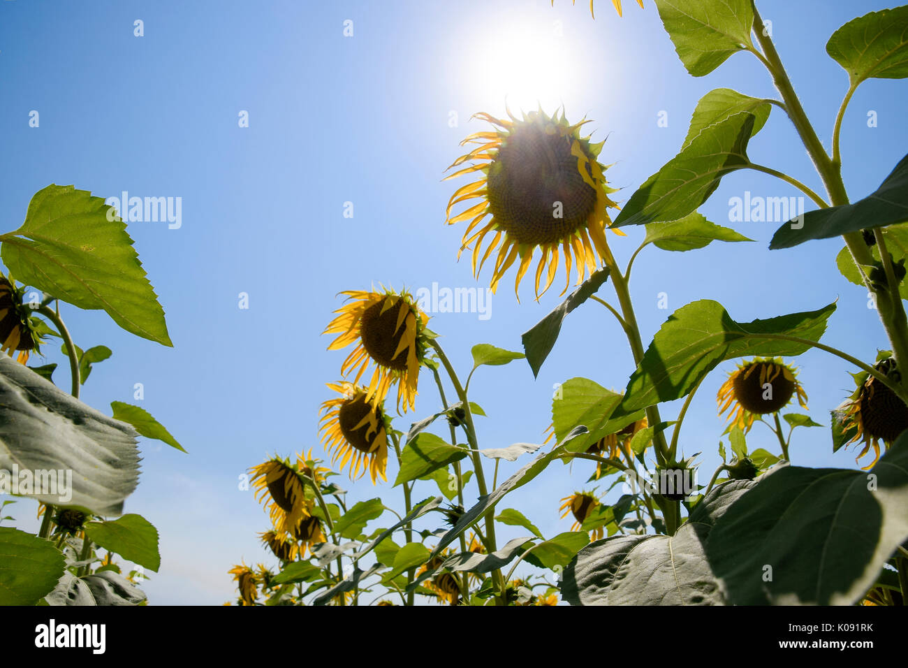 How to grow sunflower from seeds hi-res stock photography and images ...
