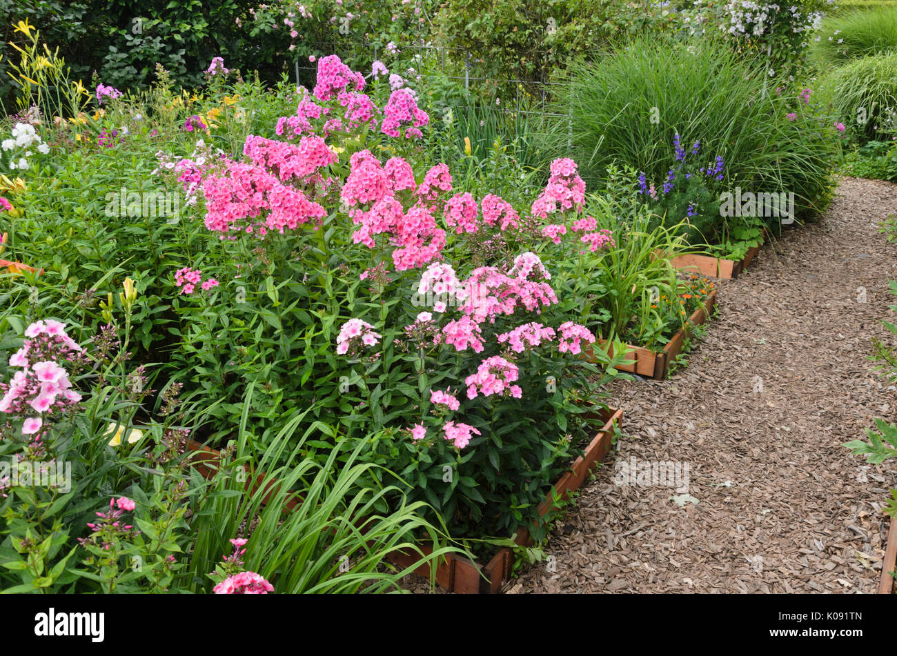 Garden phlox (Phlox paniculata) in propagation beds. Design: Marianne ...