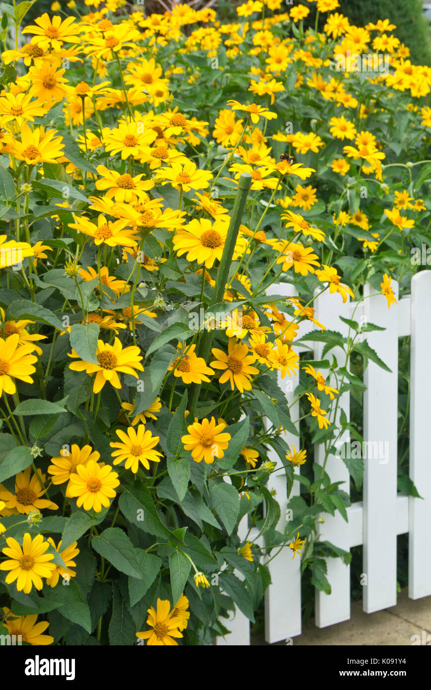 False sunflower (Heliopsis helianthoides var. scabra Stock Photo - Alamy