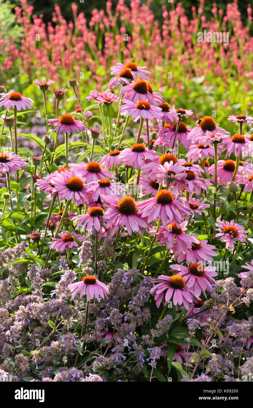 Purple cone flower (Echinacea purpurea Stock Photo - Alamy
