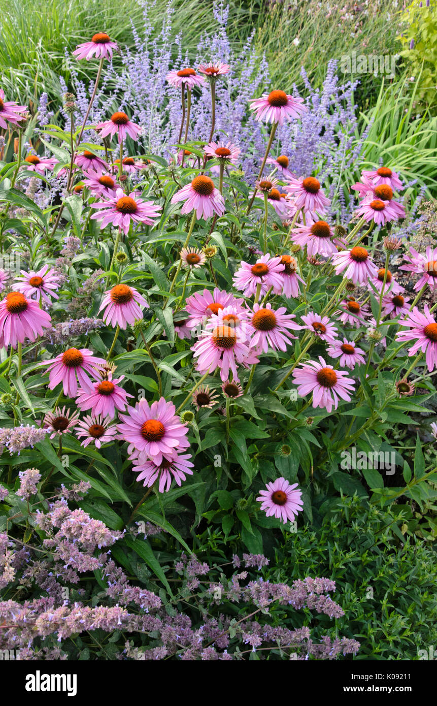 Purple cone flower (Echinacea purpurea Stock Photo - Alamy