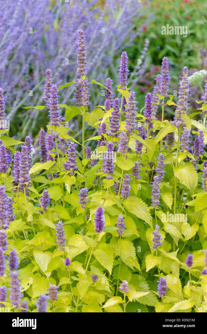 Purple giant hyssop (Agastache rugosa 'Golden Jubilee' Stock Photo - Alamy