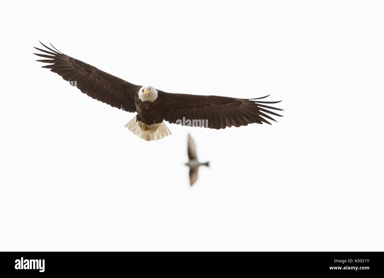 Bald eagle in flight Stock Photo - Alamy