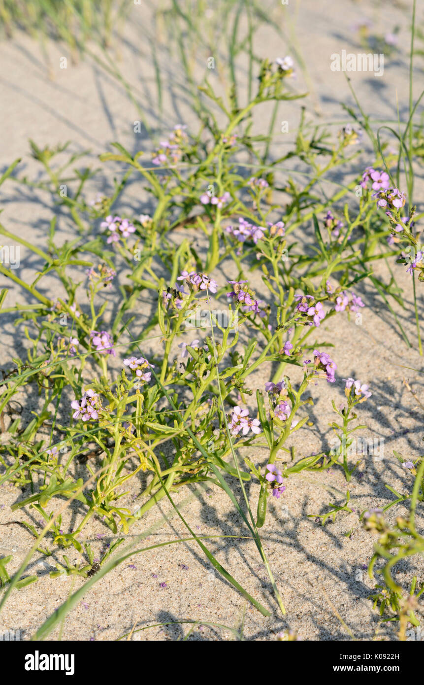 European searocket (Cakile maritima Stock Photo - Alamy