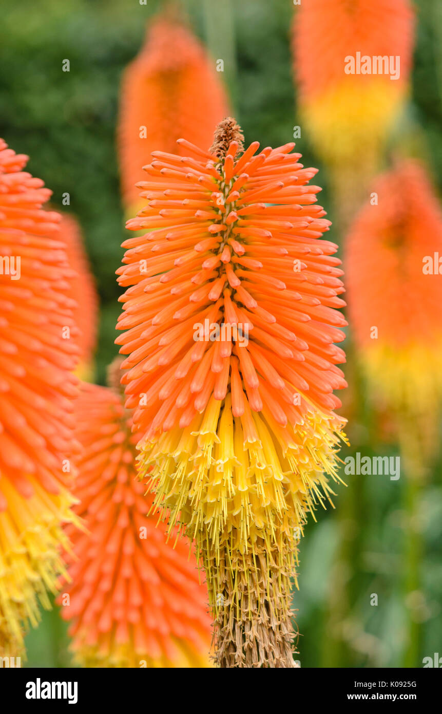 Kniphofia cultivar hi-res stock photography and images - Alamy
