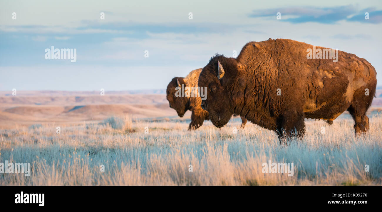 Bison in Grasslands National Park, Saskatchewan, Canada Stock Photo - Alamy