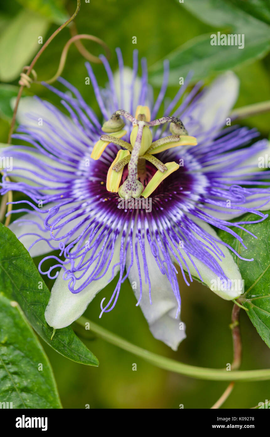 Passion flower passiflora passionflower hi-res stock photography and ...