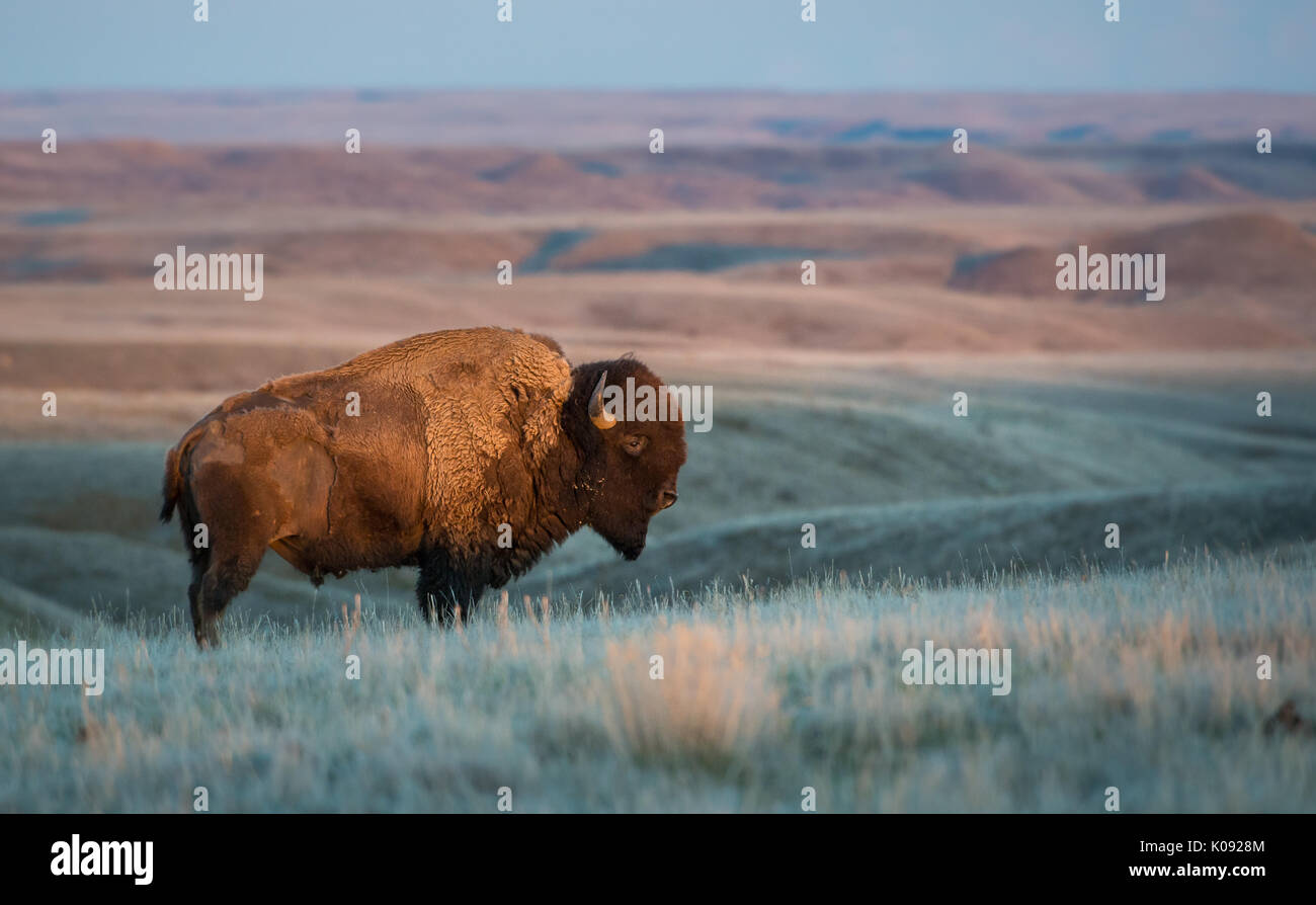 Bison in Grasslands National Park, Saskatchewan, Canada Stock Photo - Alamy