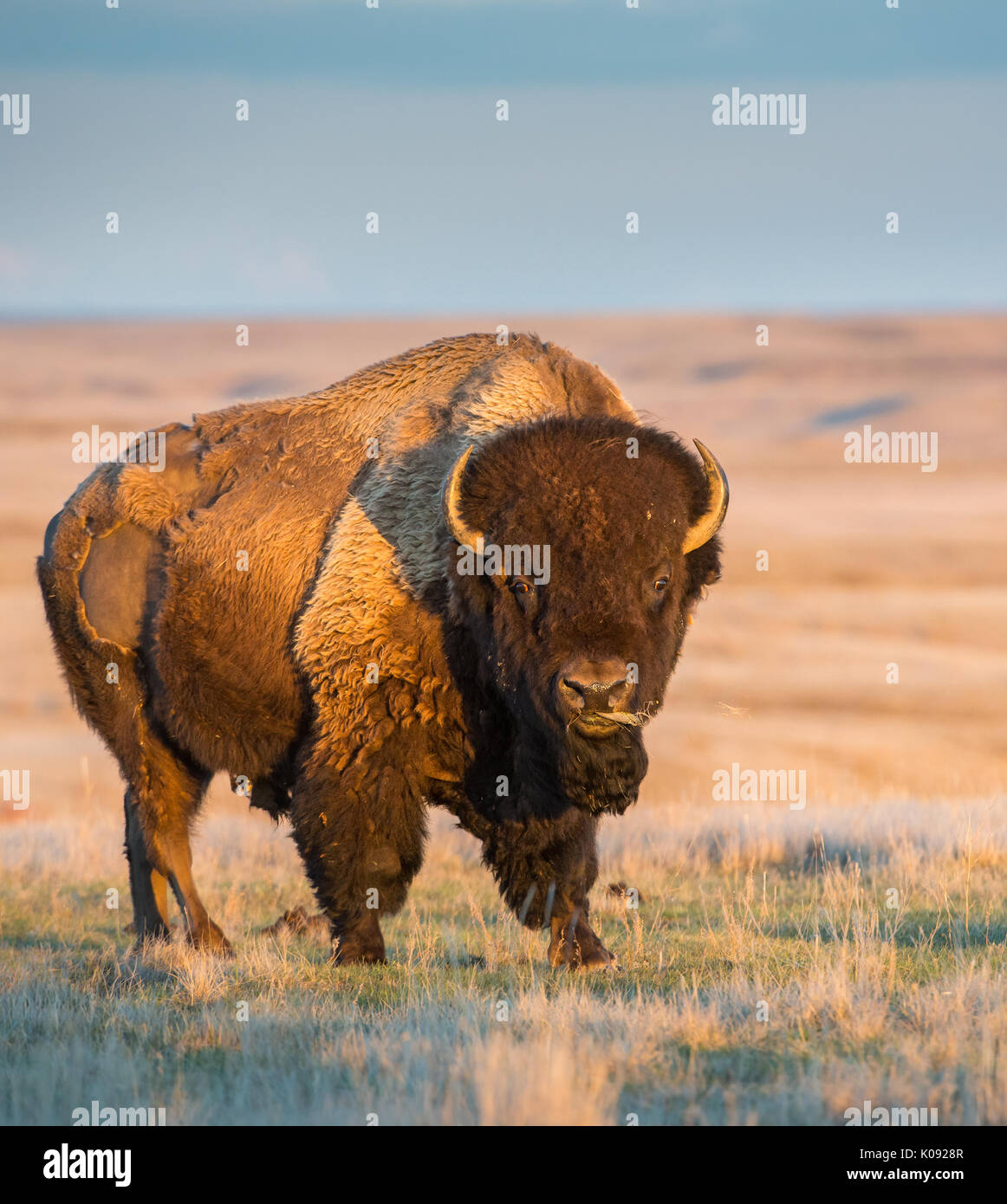 Bison in Grasslands National Park, Saskatchewan, Canada Stock Photo - Alamy