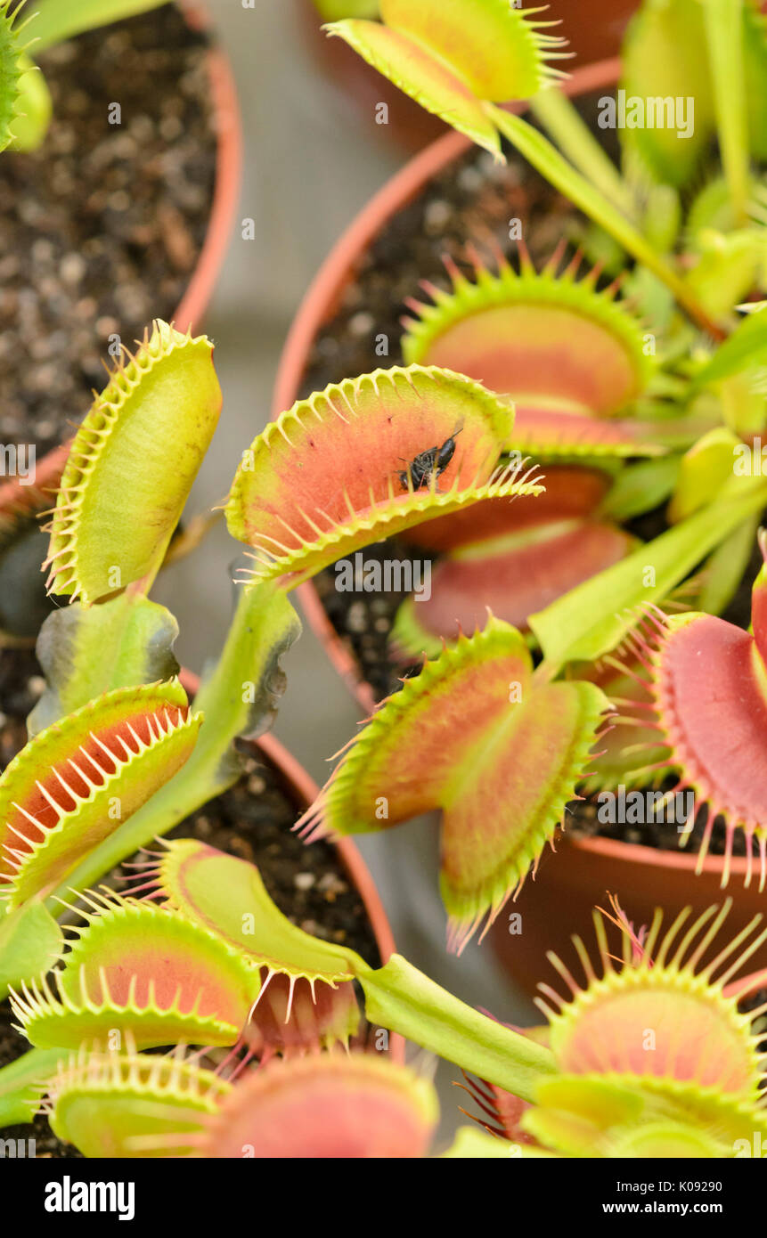 Venus fly trap hi-res stock photography and images - Alamy