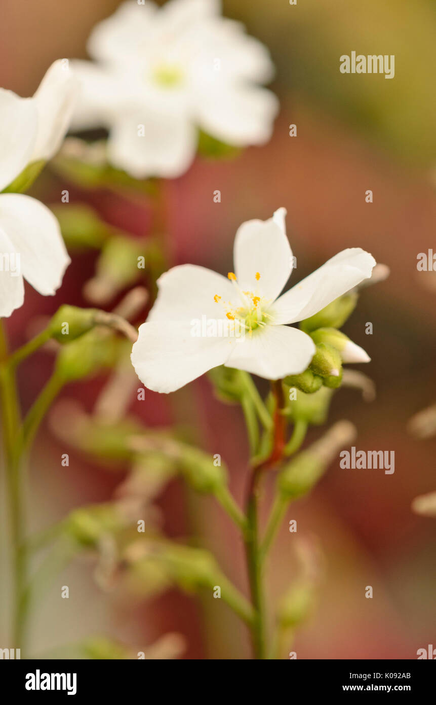 Sundew drosera binata plant hi-res stock photography and images - Alamy
