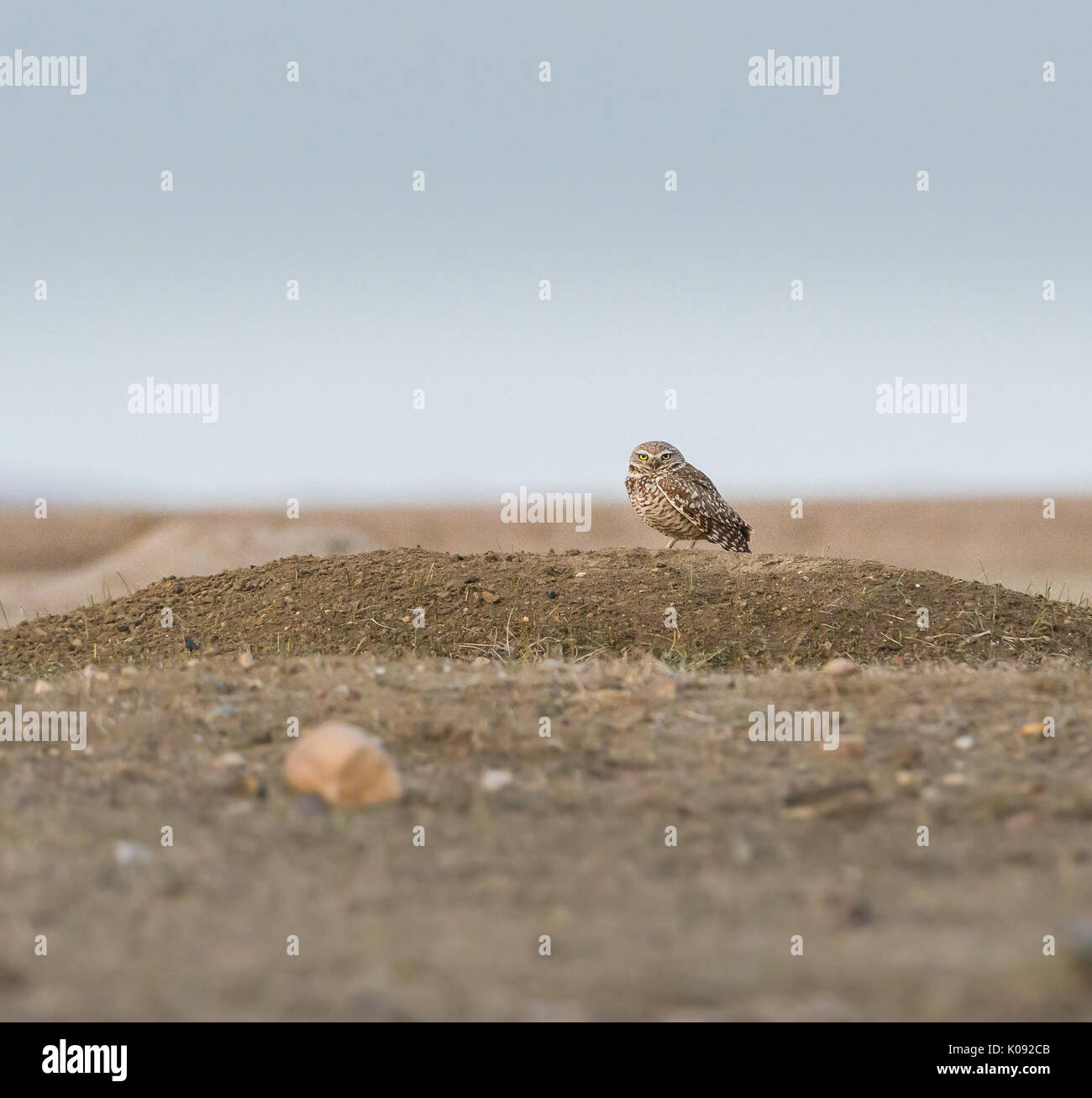 Burrowing owl in Grasslands National Park, Saskatchewan, Canada Stock ...