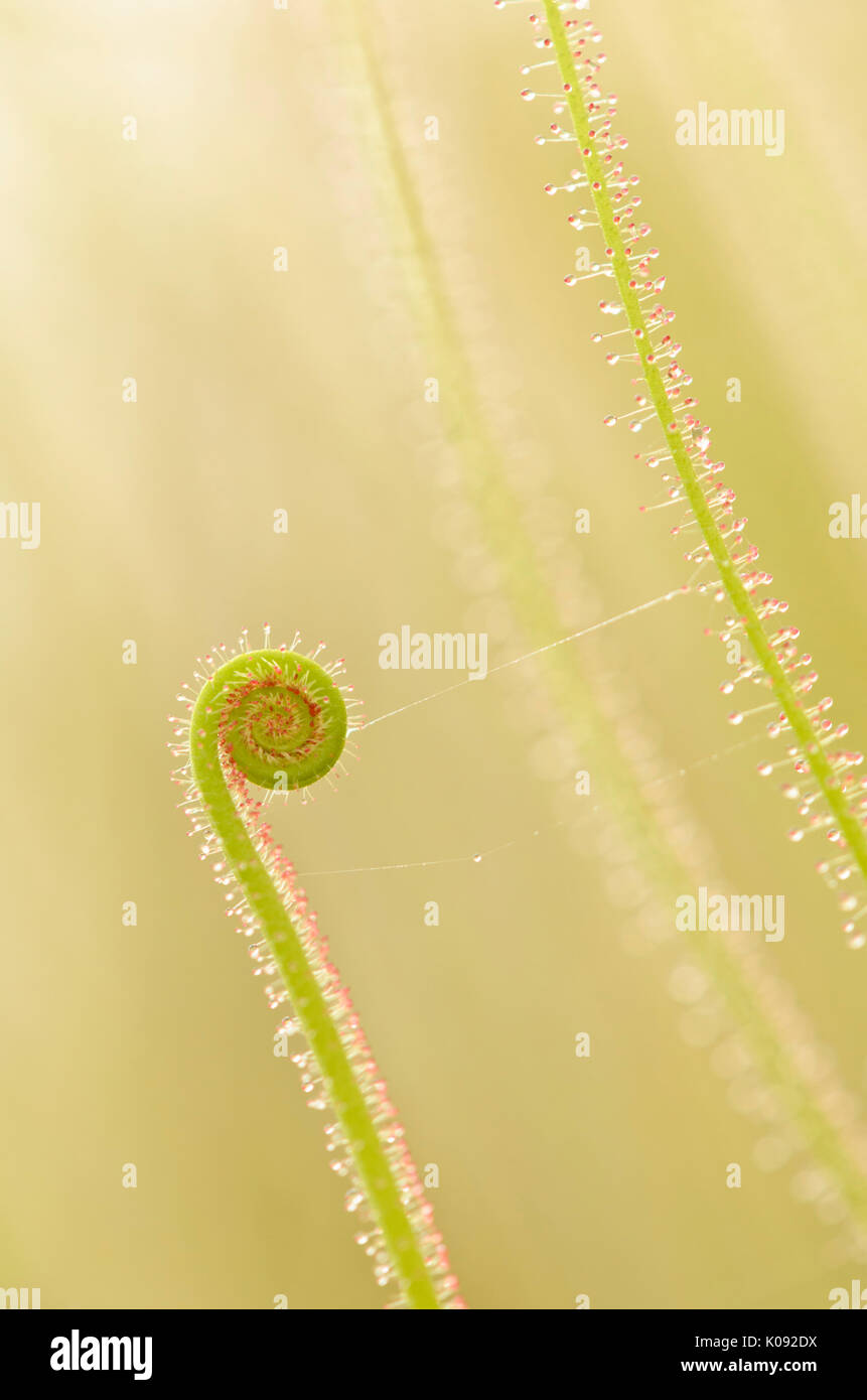 Thread leaved sundews hi-res stock photography and images - Alamy