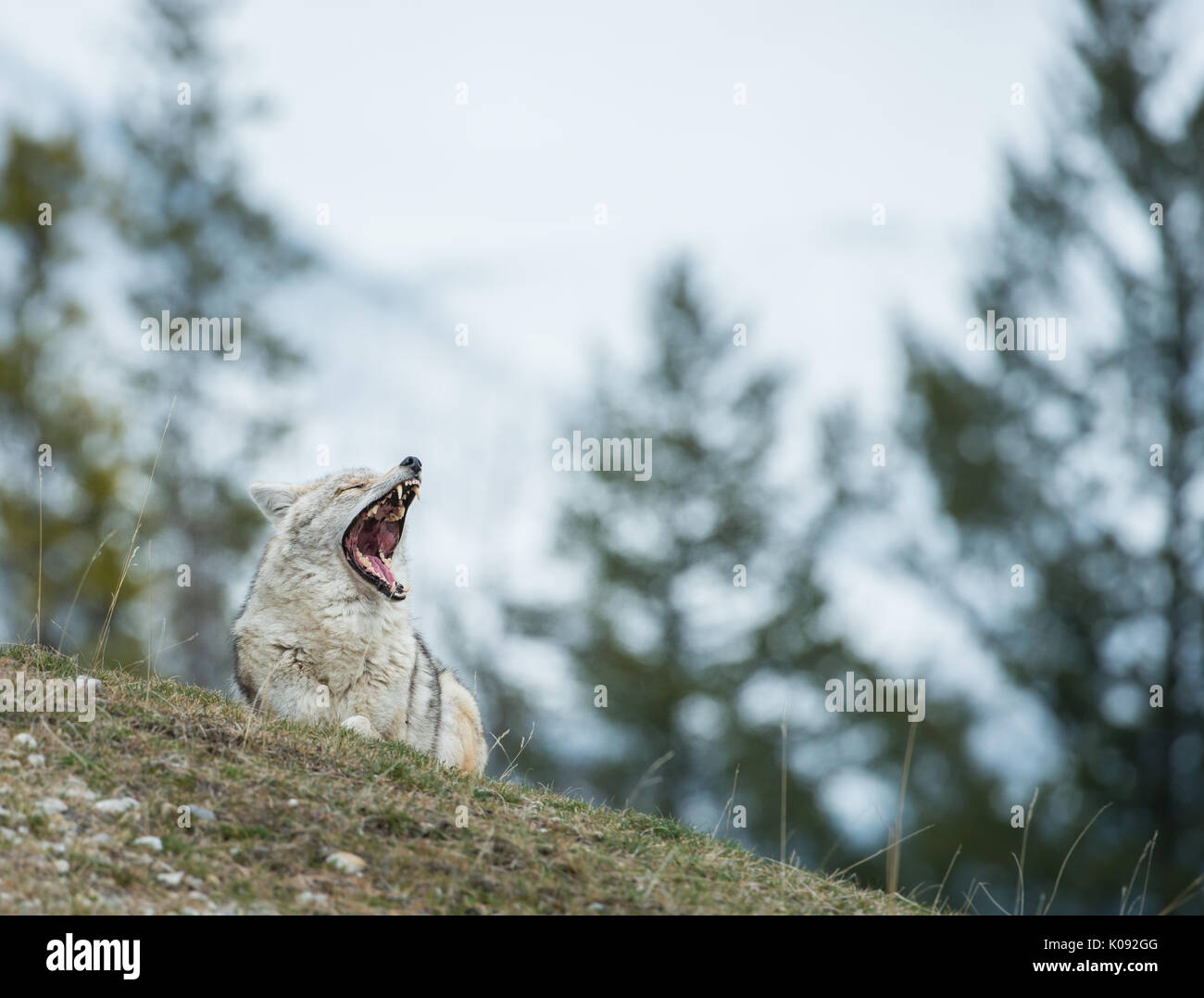 Coyote in Banff National Park, Alberta, Canada Stock Photo - Alamy