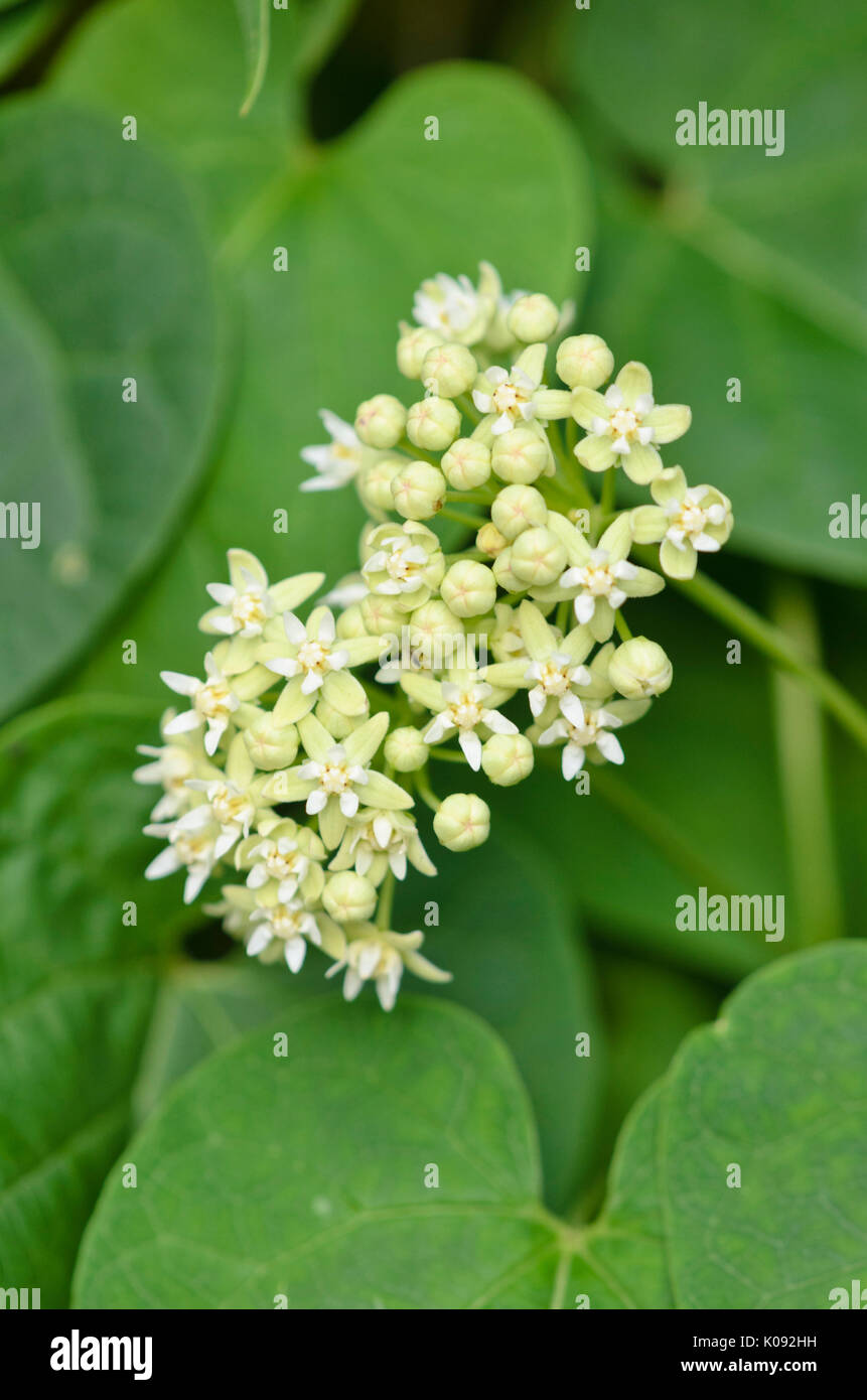 Cynanchum hi-res stock photography and images - Alamy