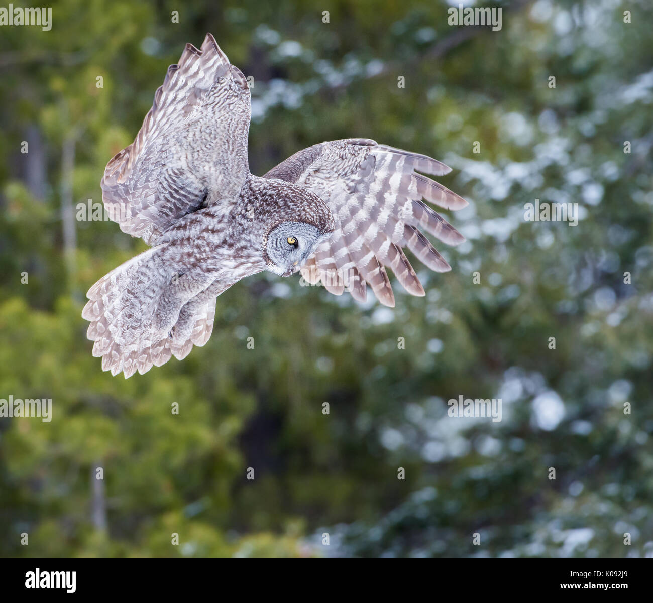 Great grey owl hunting for a vole Stock Photo - Alamy