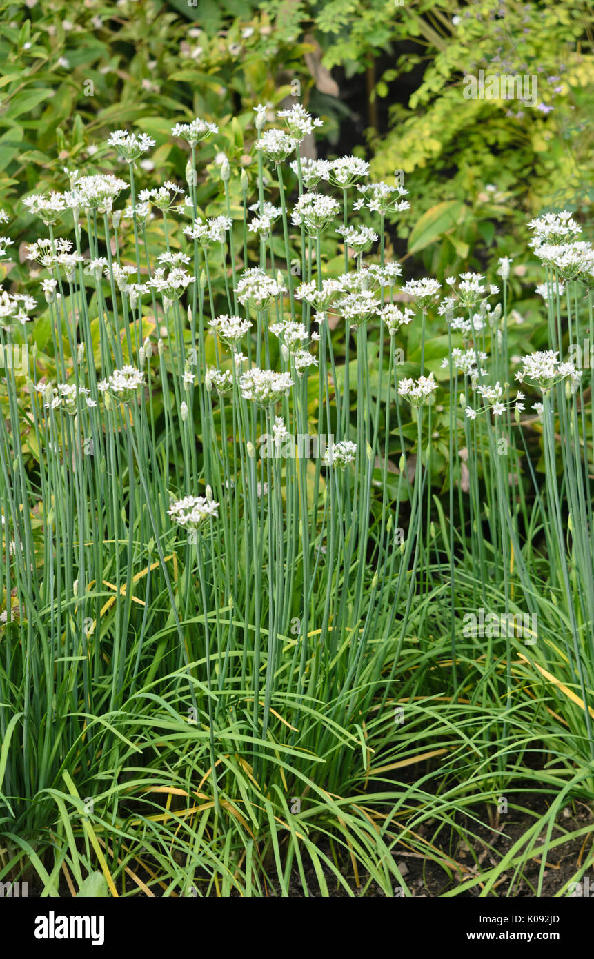 Chinese chives (Allium tuberosum Stock Photo - Alamy