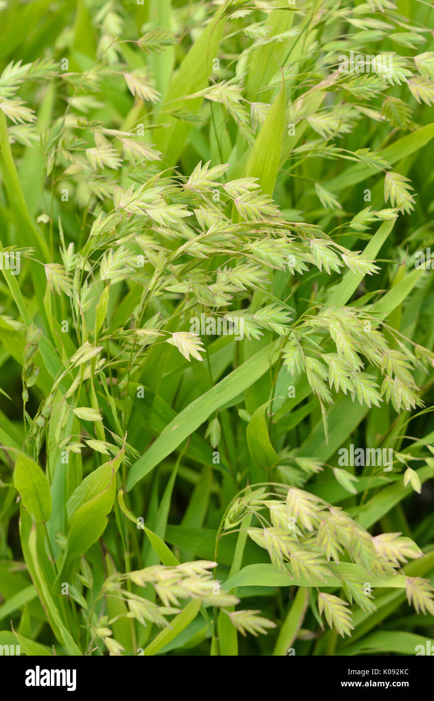 Chasmanthium Latifolium