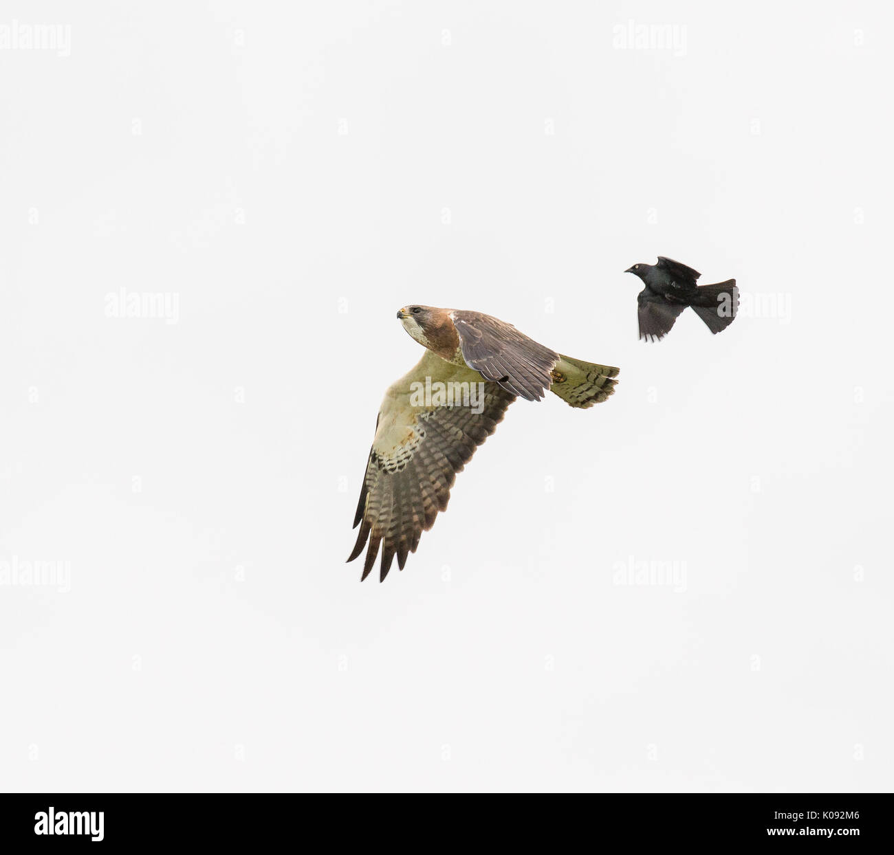 Red tailed hawk being chased by a raven Stock Photo - Alamy