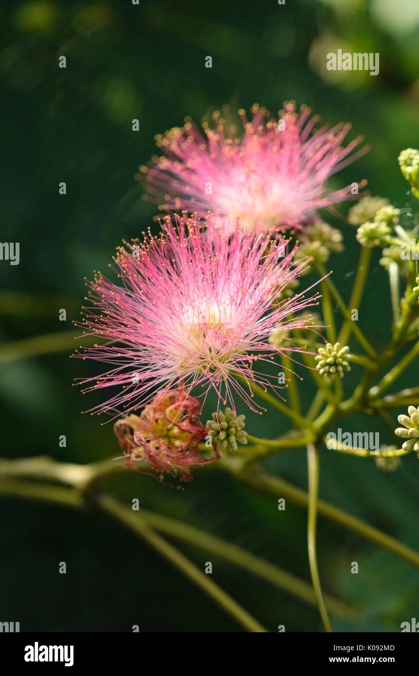 Silk tree (Albizia julibrissin Stock Photo - Alamy