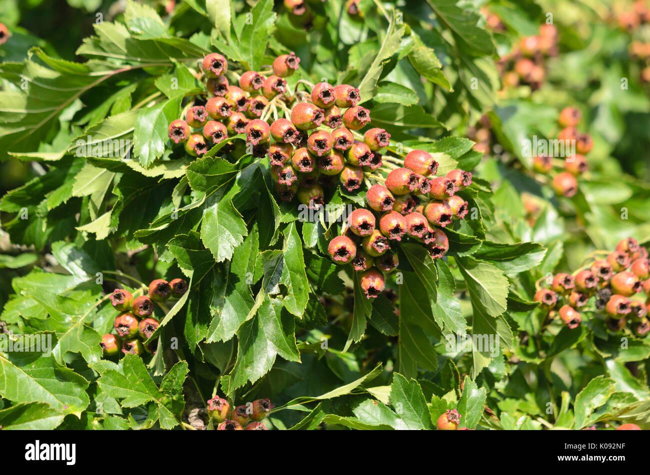 Chinese hawthorn (Crataegus pinnatifida var. major Stock Photo - Alamy