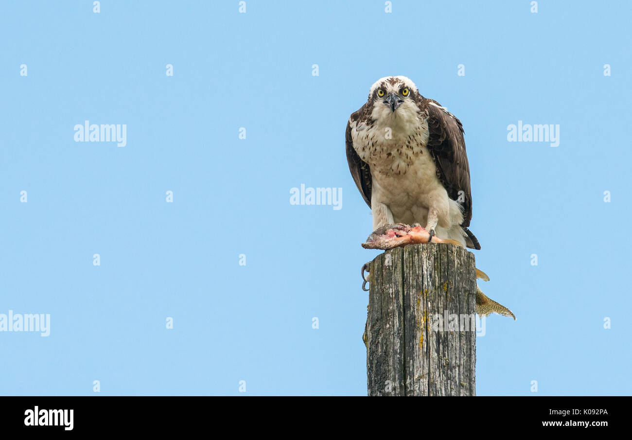 Osprey eating its meal Stock Photo - Alamy