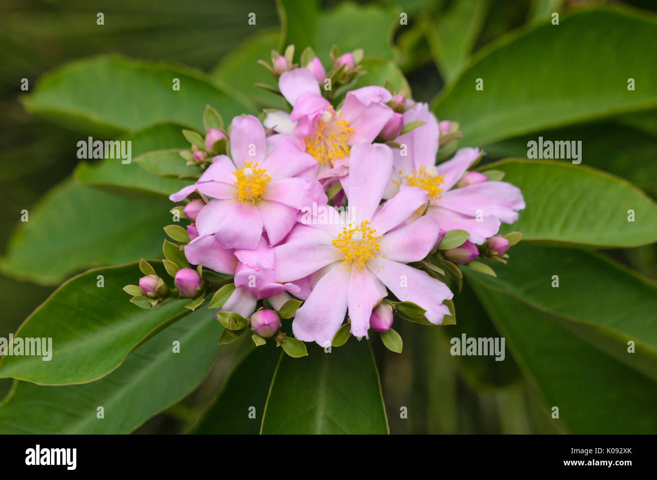 Rose cactus hi-res stock photography and images - Alamy