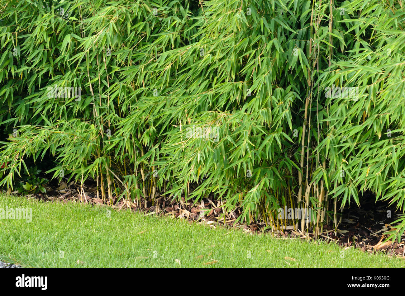 Bamboo hedge hi-res stock photography and images - Alamy