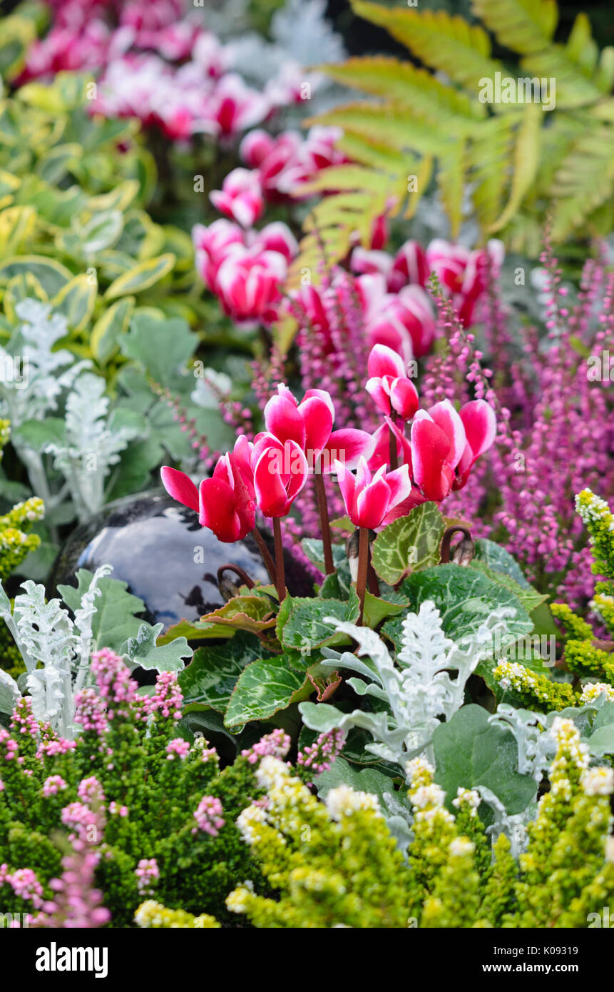 Senecio cineraria hi-res stock photography and images - Alamy