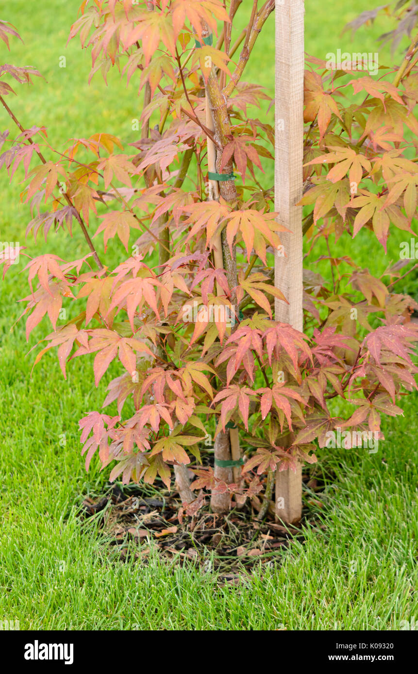Japanese maple (Acer palmatum Stock Photo - Alamy