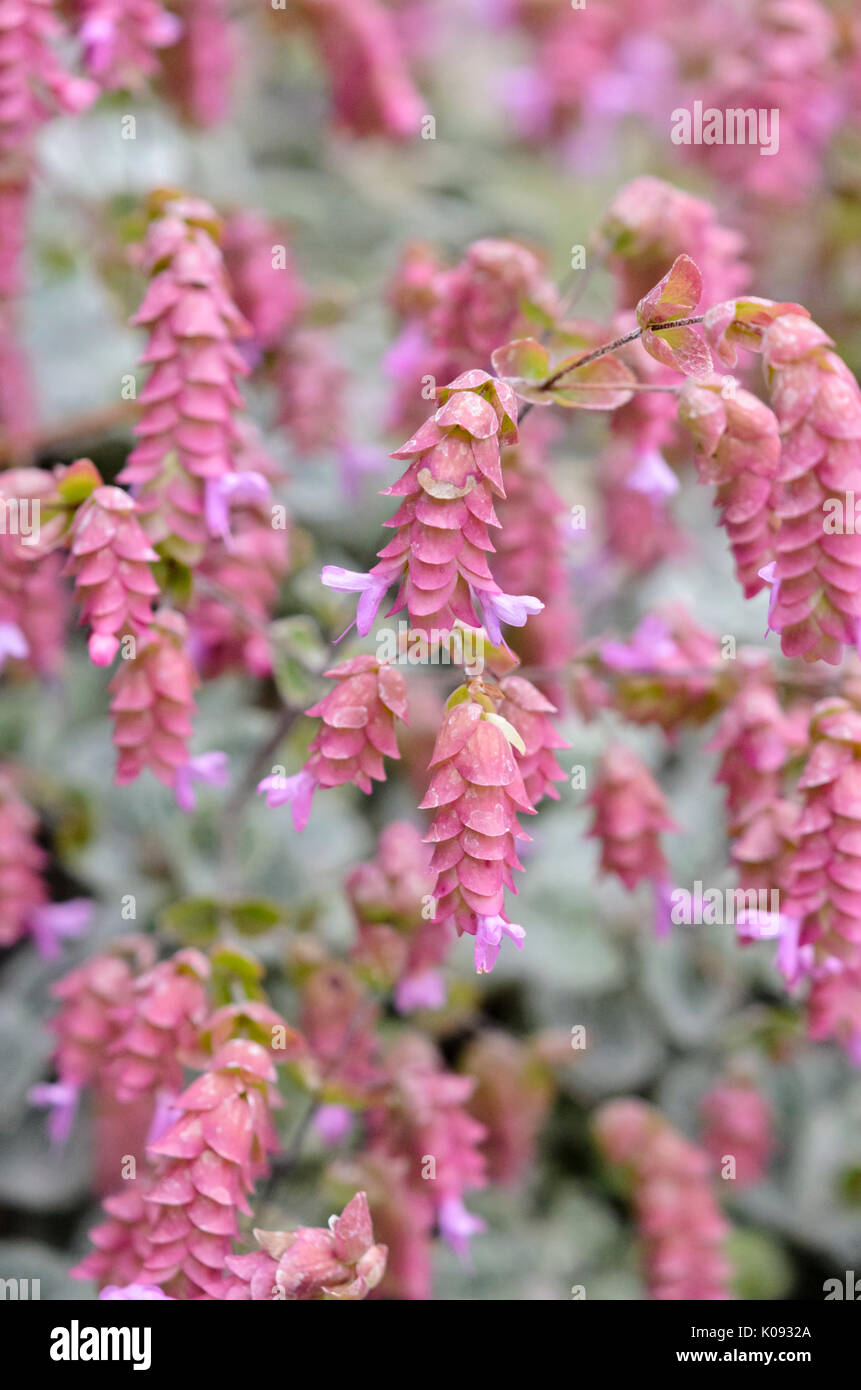 Cretan dittany (Origanum dictamnus Stock Photo - Alamy