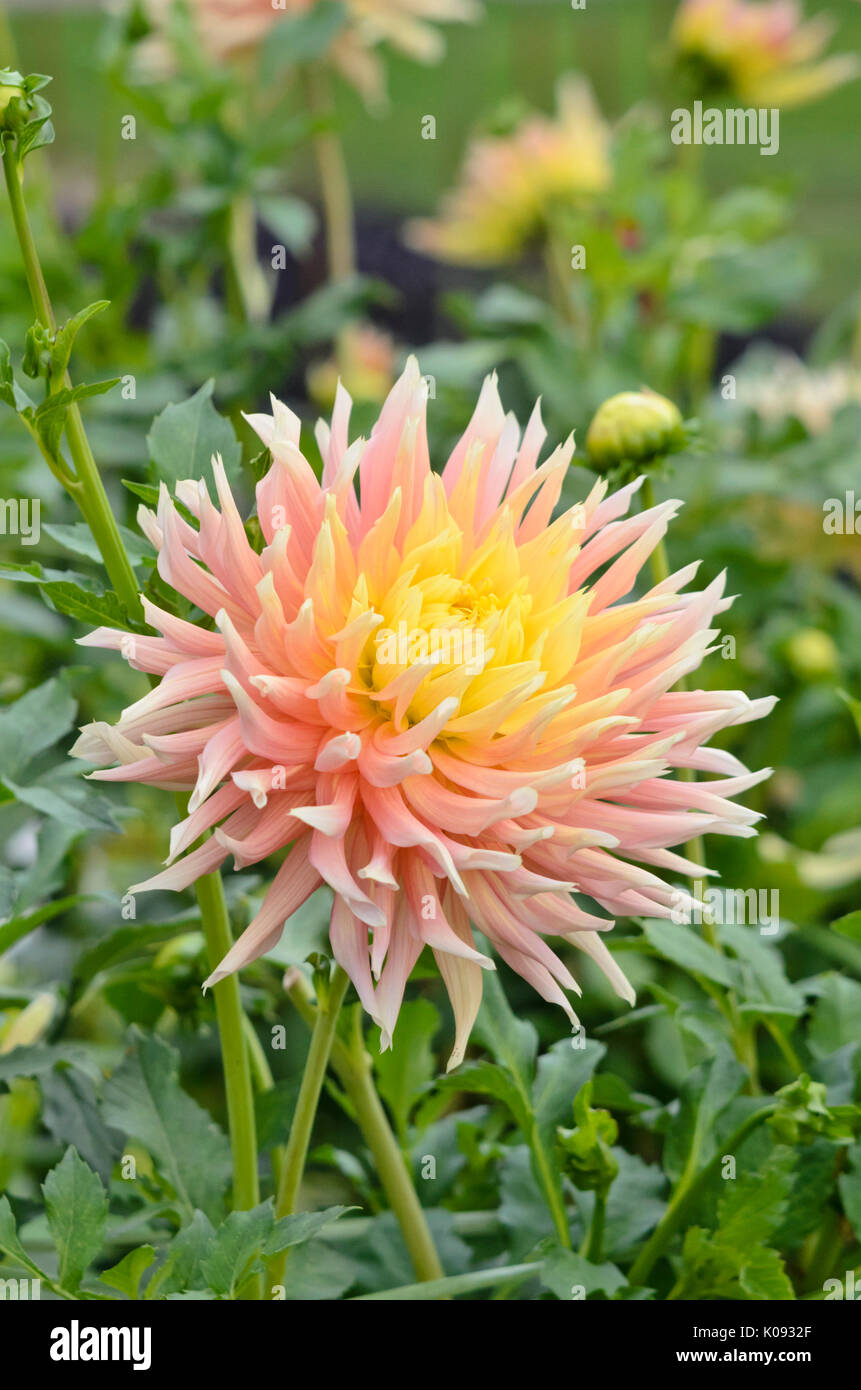 Cactus dahlia (Dahlia Donauturm Stock Photo - Alamy