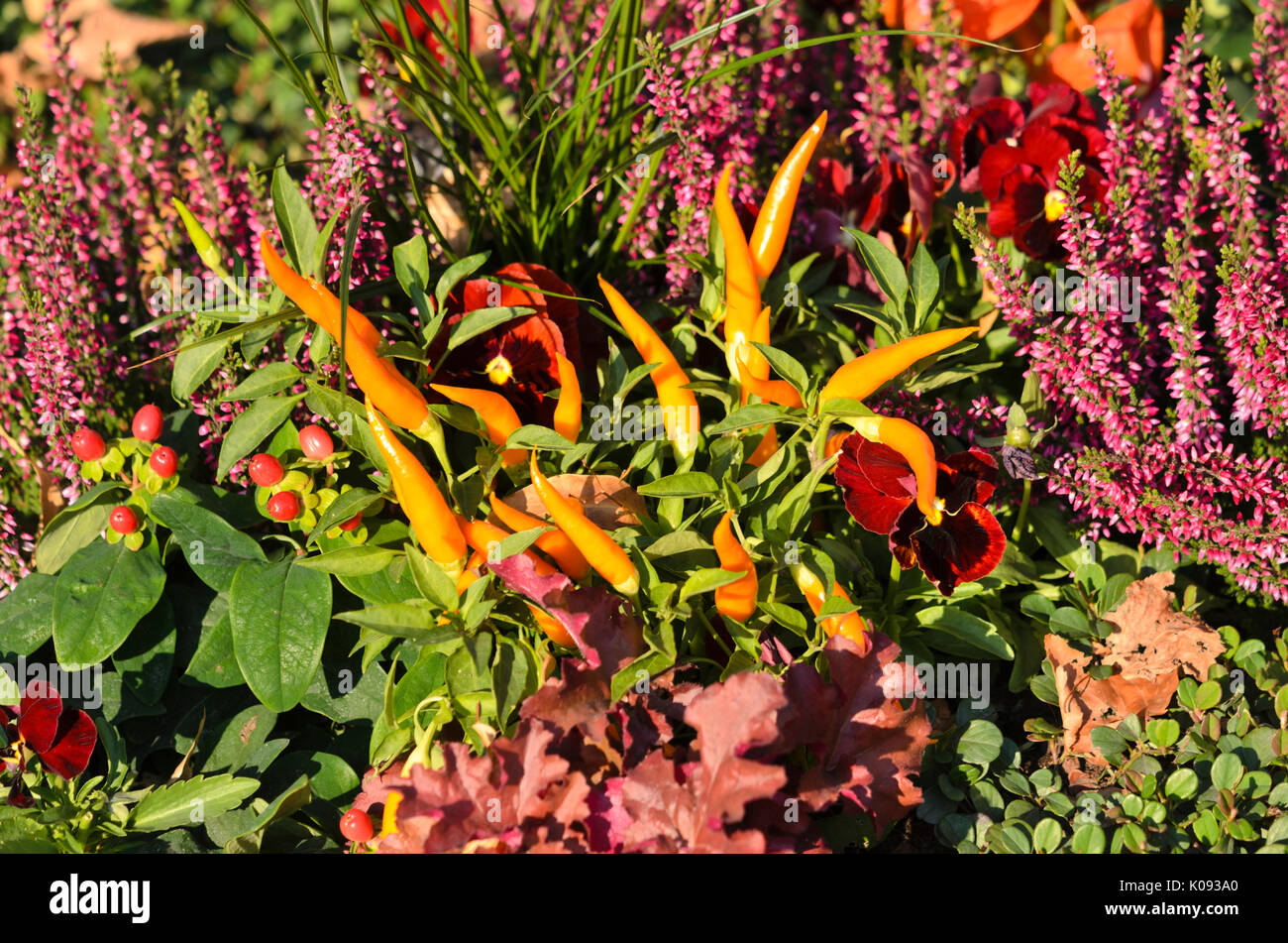 Chili pepper (Capsicum), violets (Viola) and common heather (Calluna ...