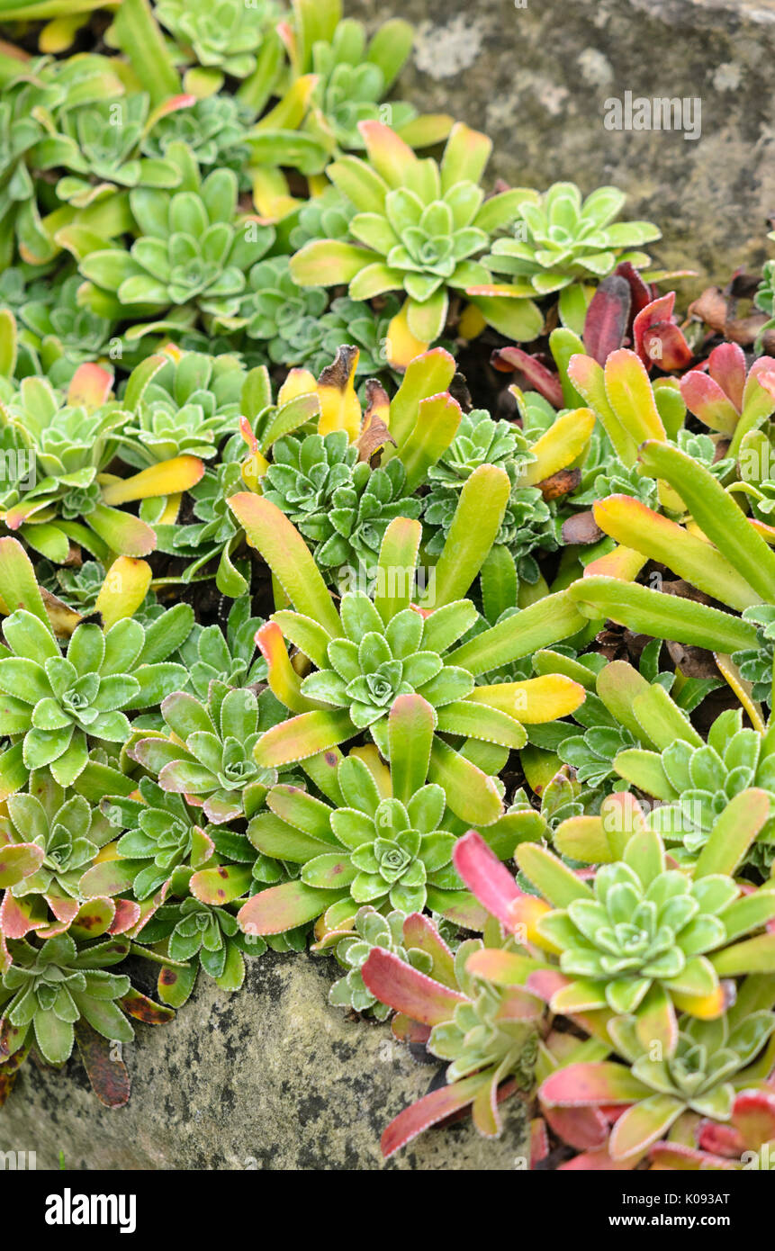 Pyramidal saxifrage (Saxifraga cotyledon 'Pyramidalis' Stock Photo - Alamy