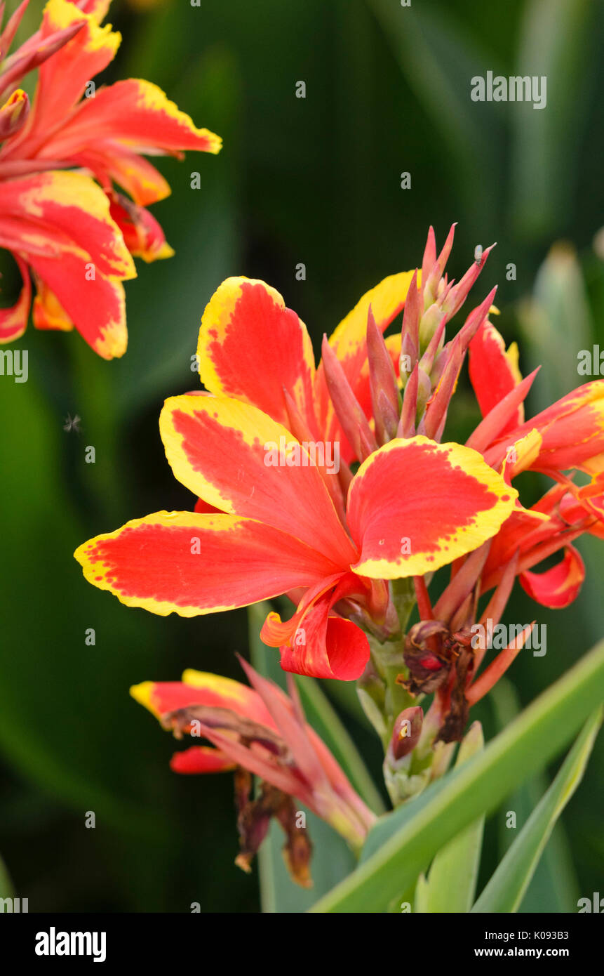 Indian shot (Canna indica 'Lucifer' Stock Photo - Alamy