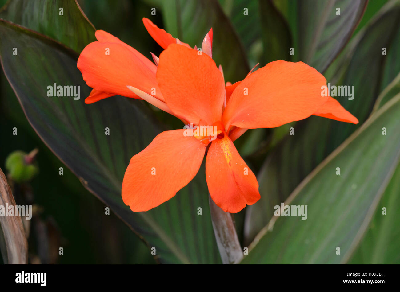 Indica hi-res stock photography and images - Alamy