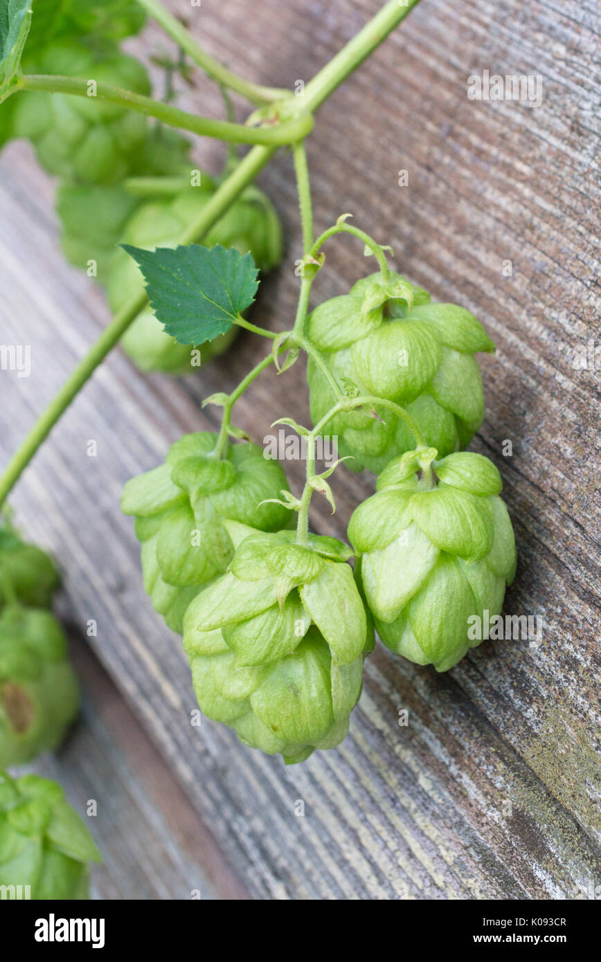 Common hop (Humulus lupulus Stock Photo - Alamy