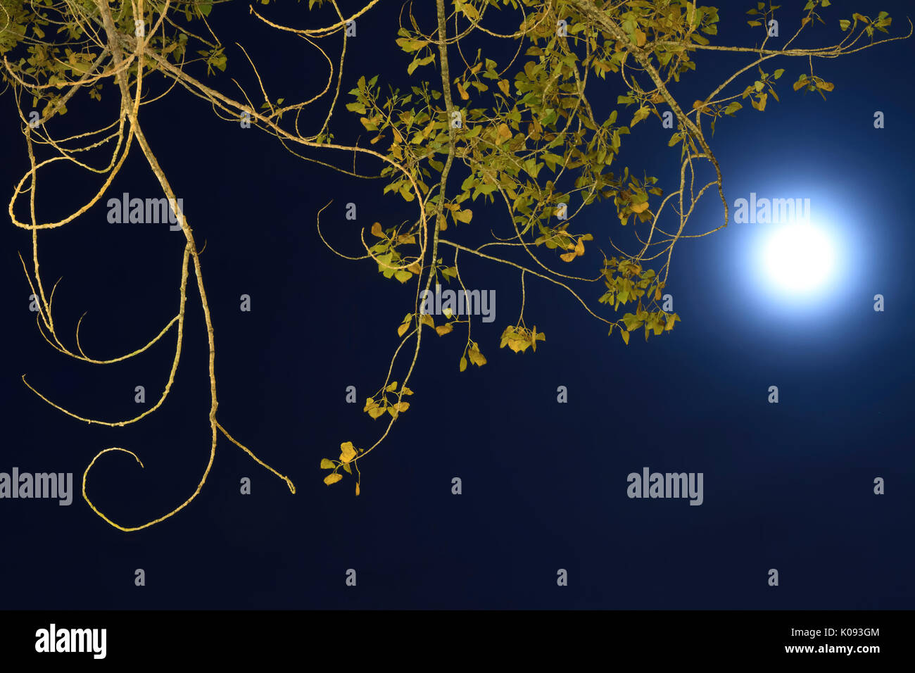 The moon and branches at night Stock Photo - Alamy