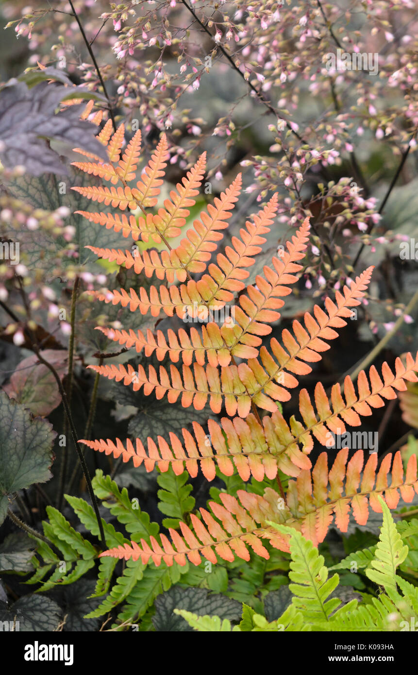 Autumn fern hi-res stock photography and images - Alamy