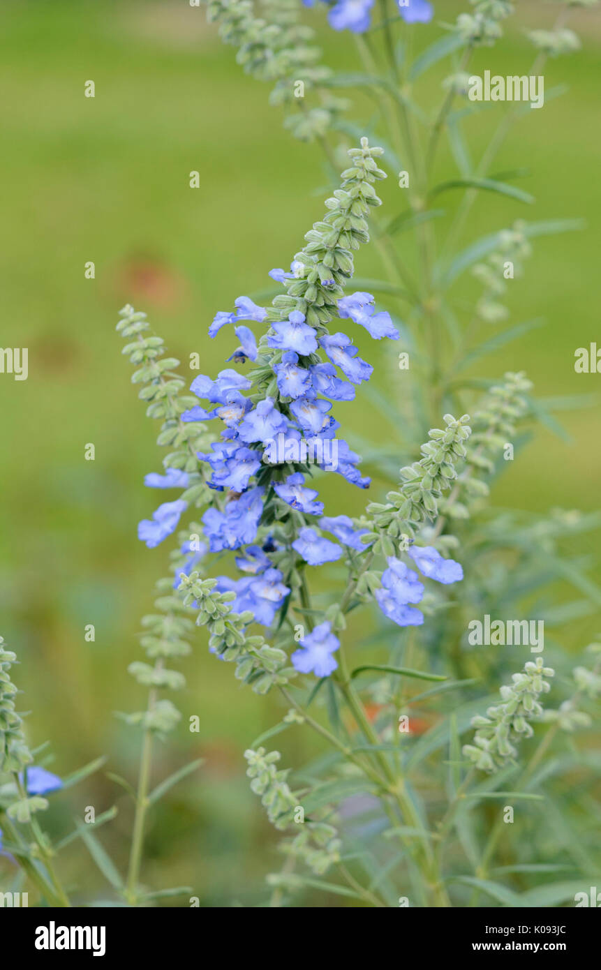 Salvia azurea hi-res stock photography and images - Alamy