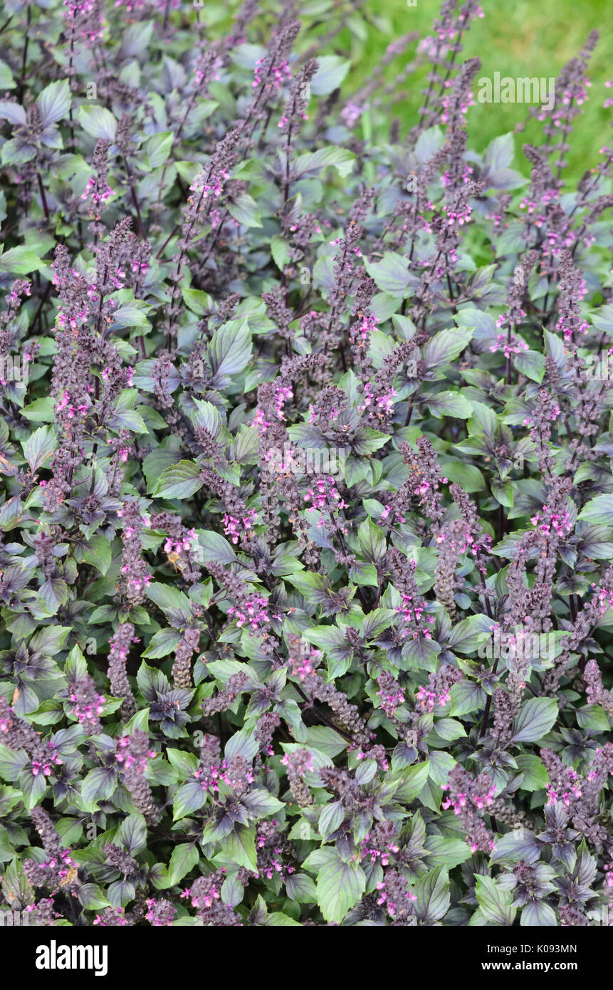 Basil (Ocimum basilicum 'Wild Magic' Stock Photo - Alamy