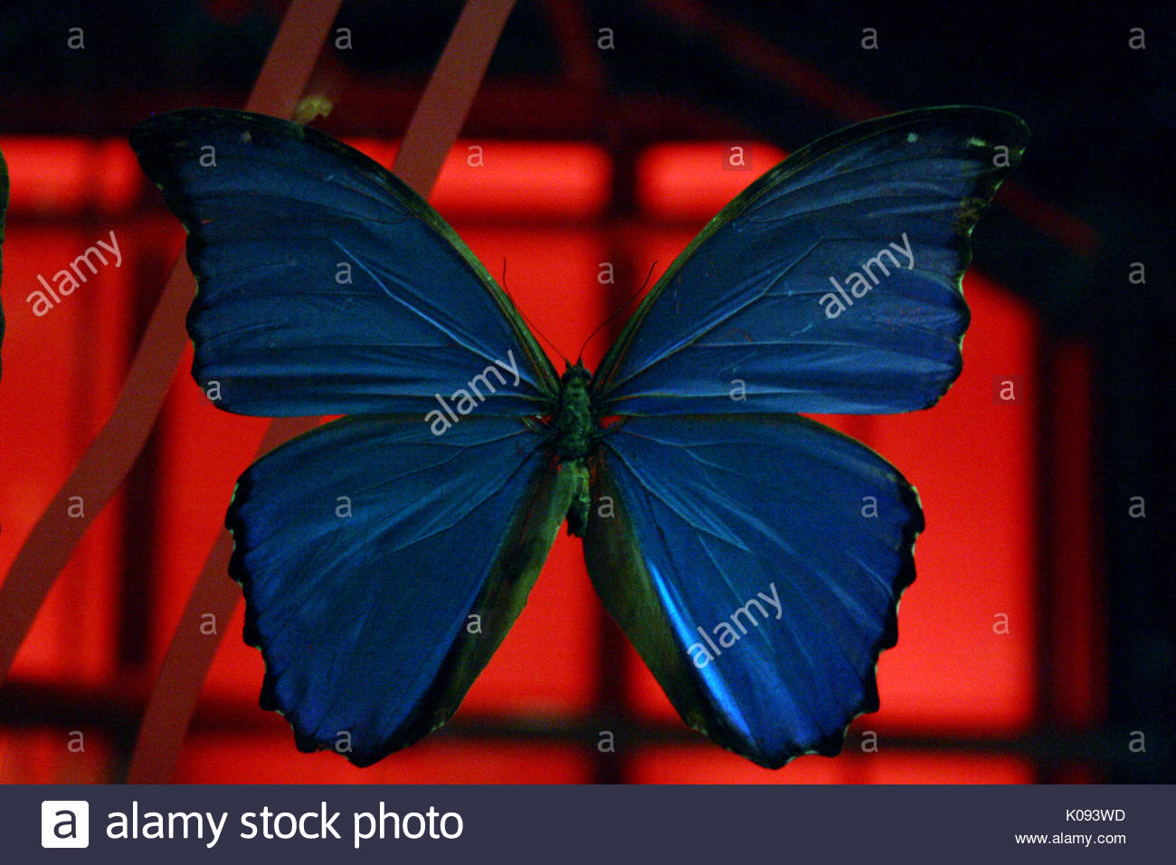 Butterfly Exhibition Stock Photos & Butterfly Exhibition Stock Images ...
