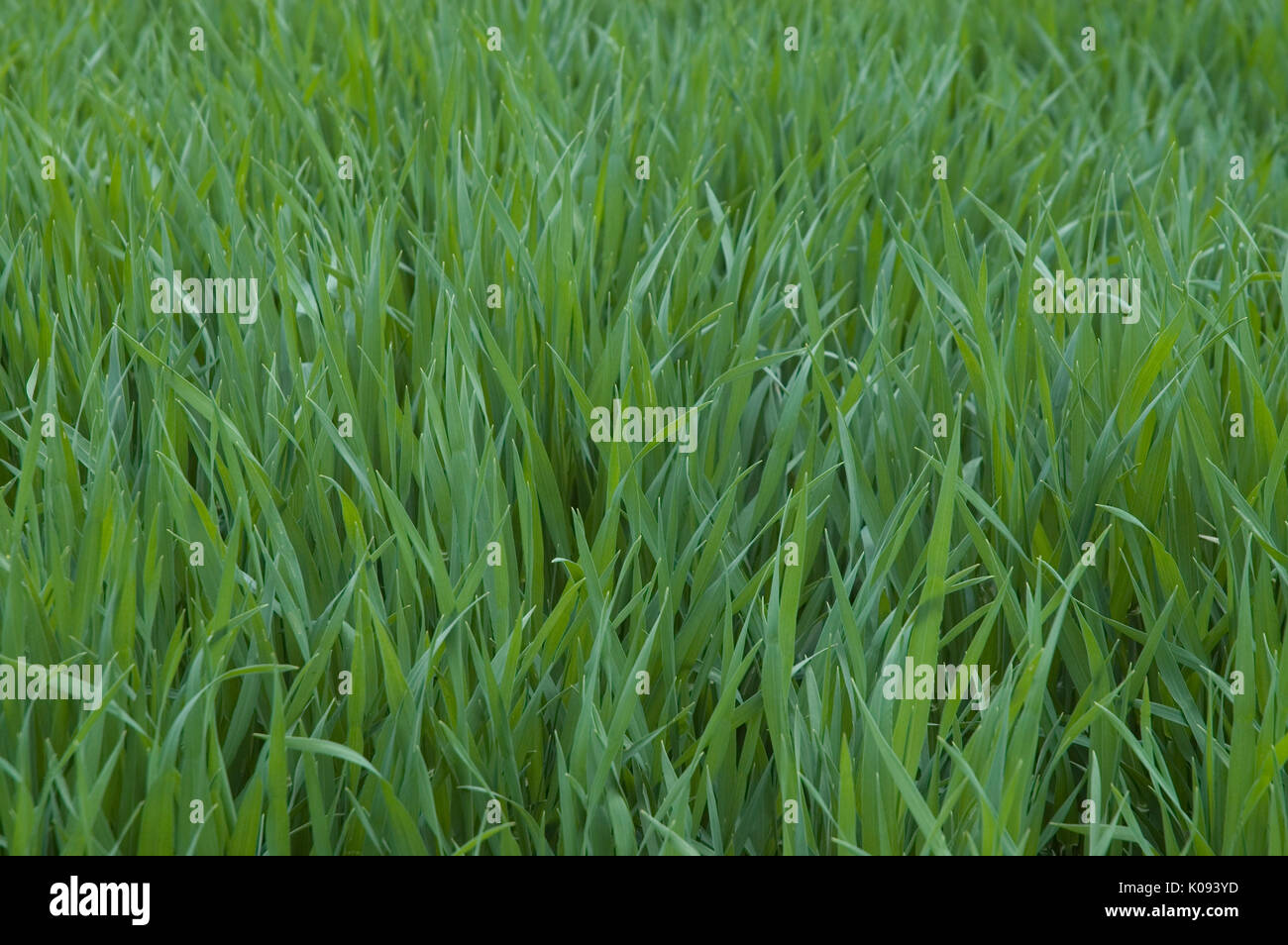 grainfield in spring with green plants Stock Photo - Alamy