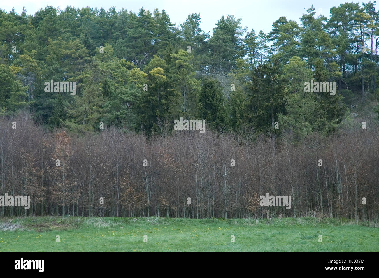 Coniferous and deciduous forest hi-res stock photography and images - Alamy