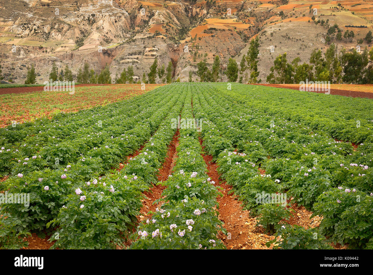 Chambara hi-res stock photography and images - Alamy