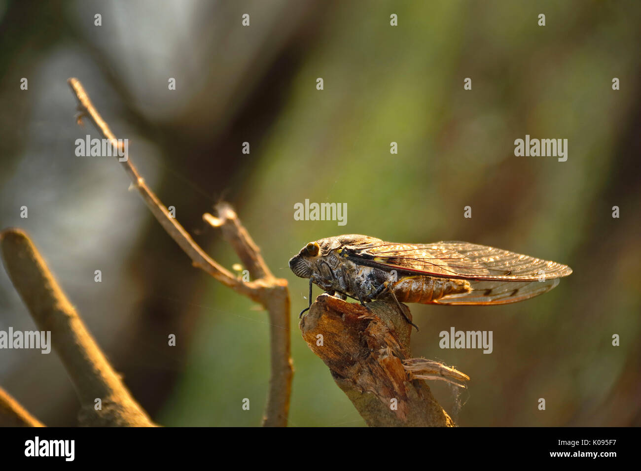 Cicada orni hi-res stock photography and images - Alamy