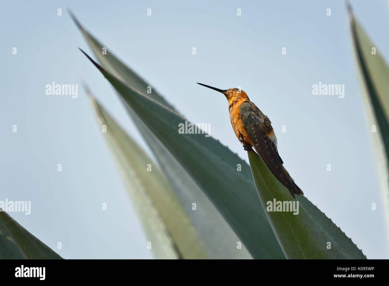 Giant hummingbird (Patagona gigas peruviana) on plant Stock Photo - Alamy