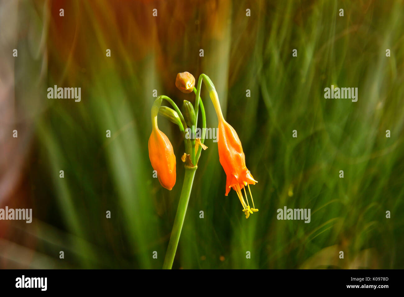 Ephemeral flowering plant hi-res stock photography and images - Alamy